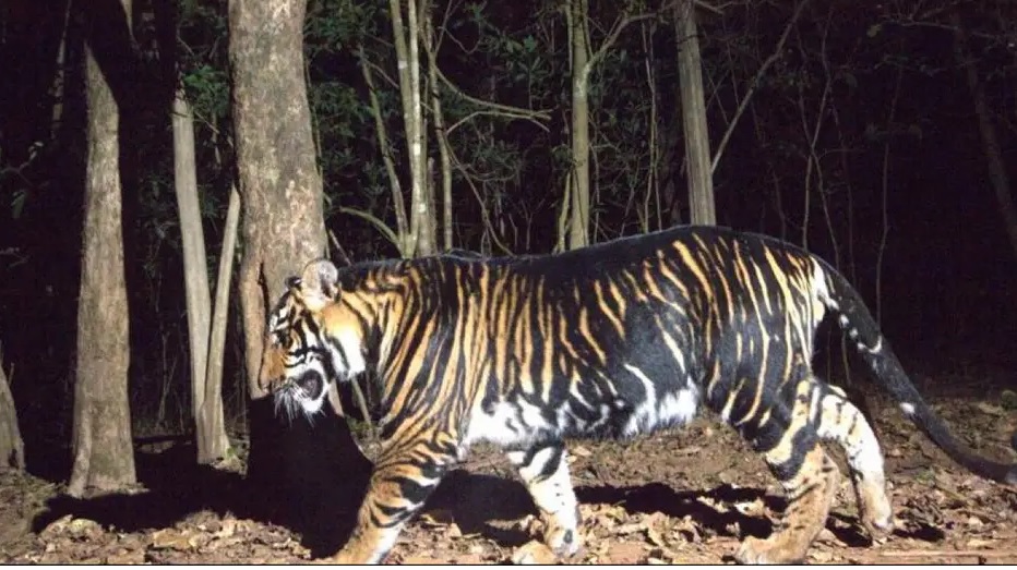 AP: Alert issued after tiger spotted near Peddapuram village