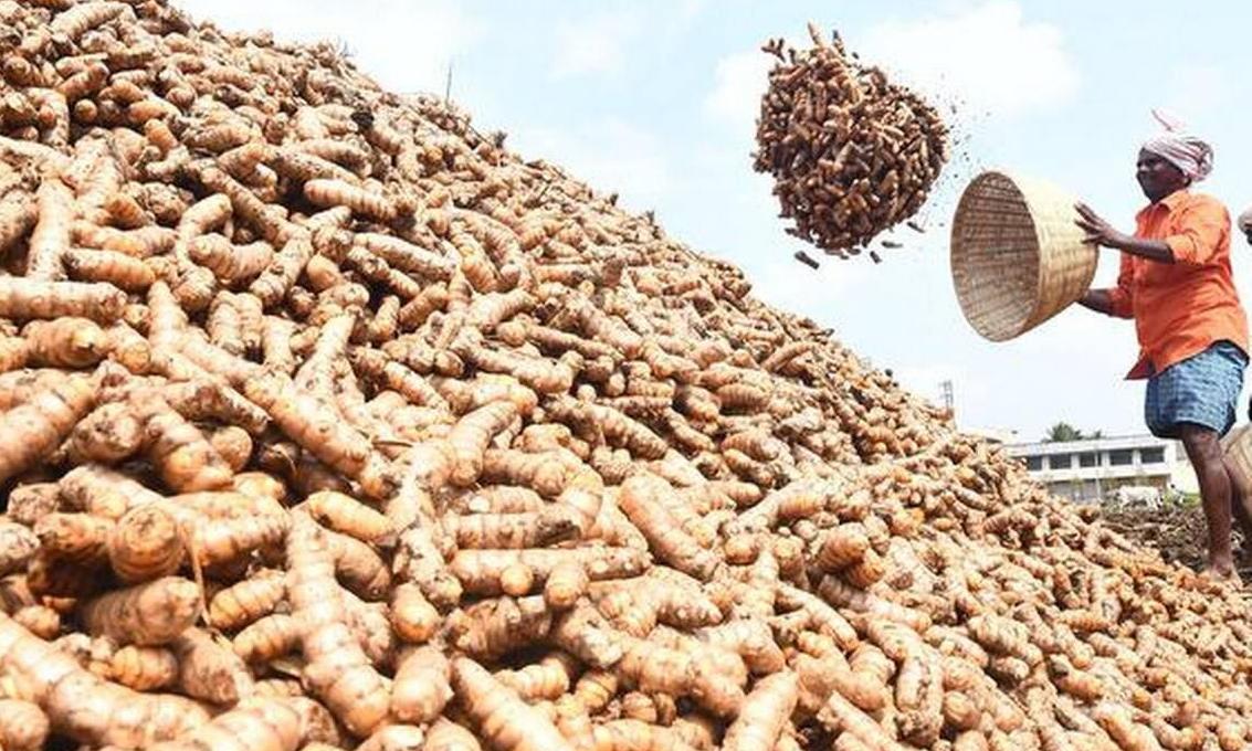 Rise in Turmeric Prices Cheers Farmers