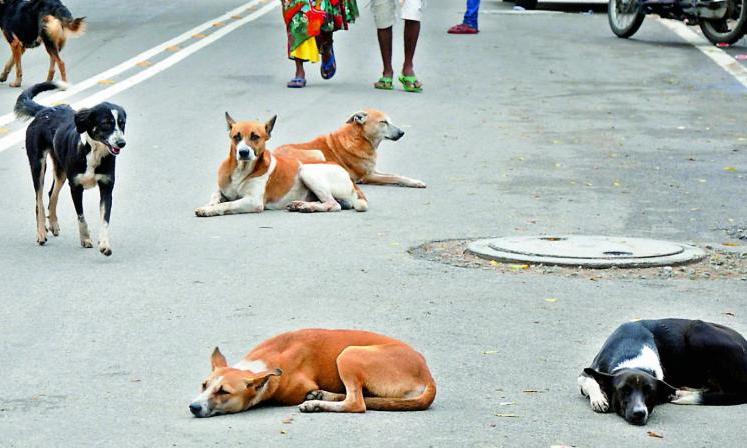 Hyderabad: Stray Dog Menace Back to Haunt People