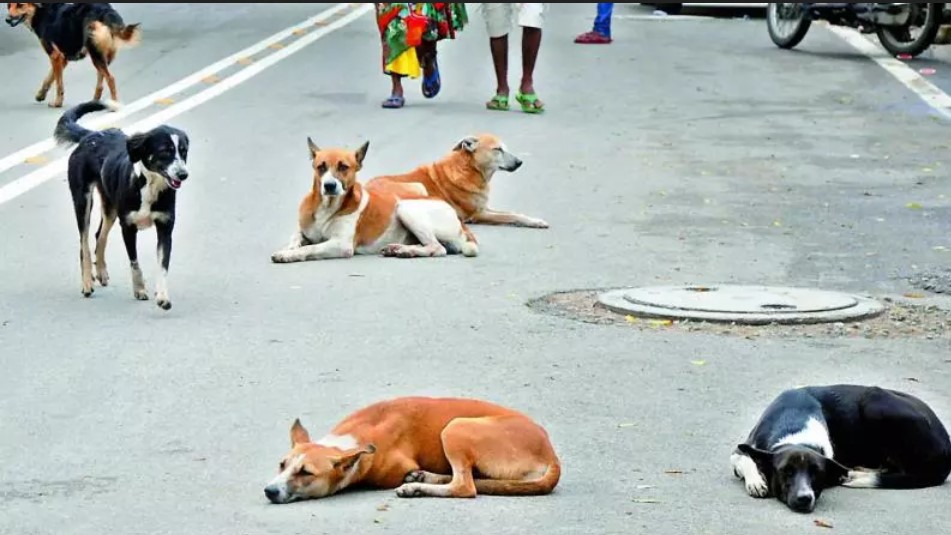 Children Injured in Stray Dog Attack In Peddapalli District