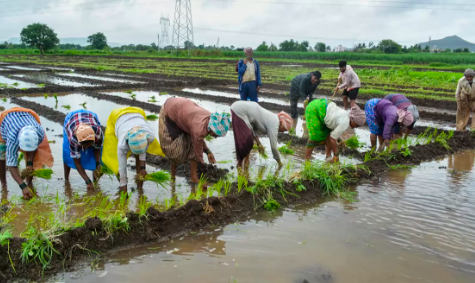 Monsoon dependency of Kharif in a decline