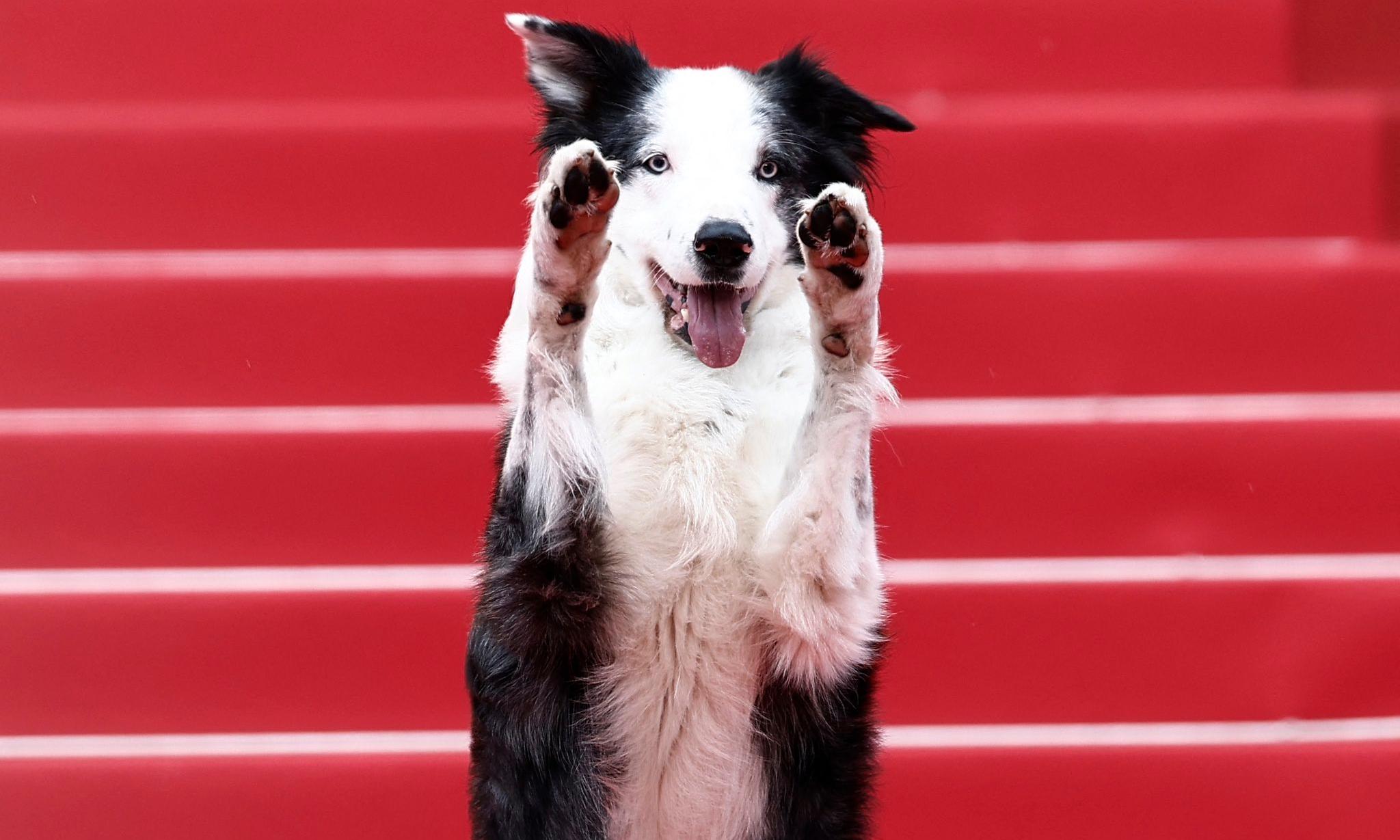 Canine Charisma: Messi, the Four-Legged Star, Steals the Show at Cannes ...