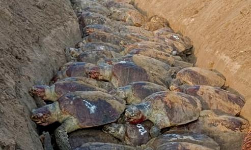 Forest Officials Foil Illegal Trafficking of 1600 Turtles