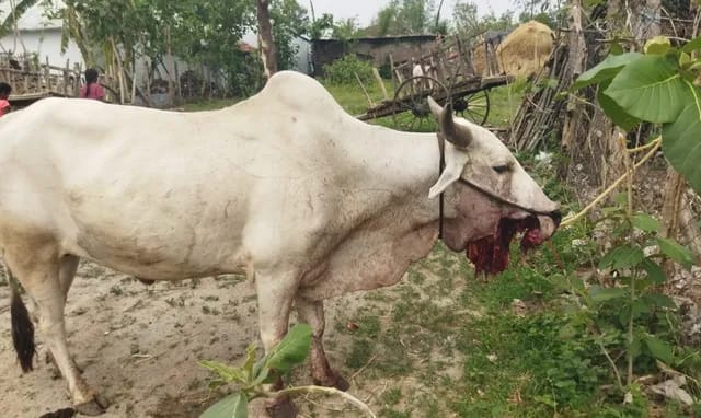 Ox suffers injuries as crude bomb meant to kill wild boars explodes in ...