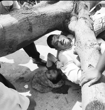 Man dies, wife suffers serious injuries after a massive tree falls on ...