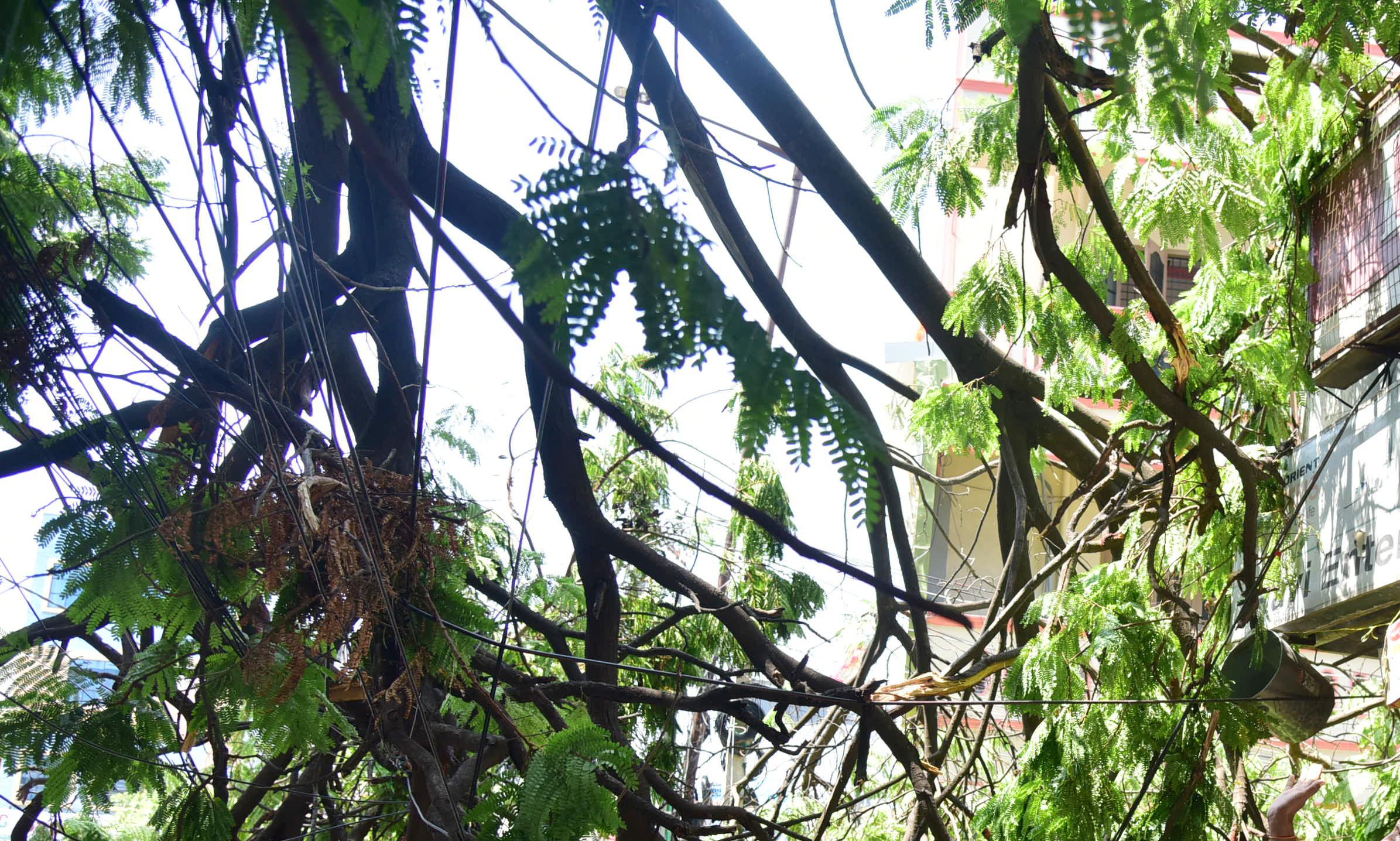 Hyderabad: Activists Want Action on Weak Trees