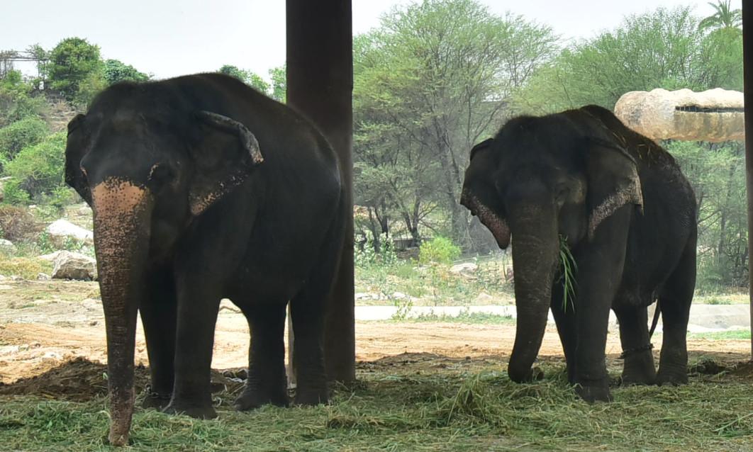 Terror Grips Villages as Elephant Menace Escalates, Mango Trees are ...