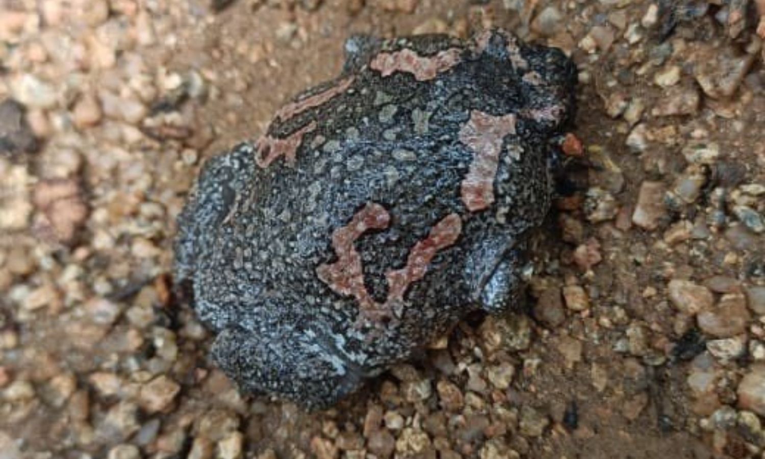 Rare sighting: Indian Painted frog spotted in Telangana's Kawal Tiger ...