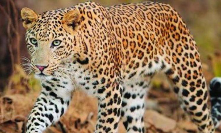 Kurnool: Protest in Sirivella for Capture of Leopard