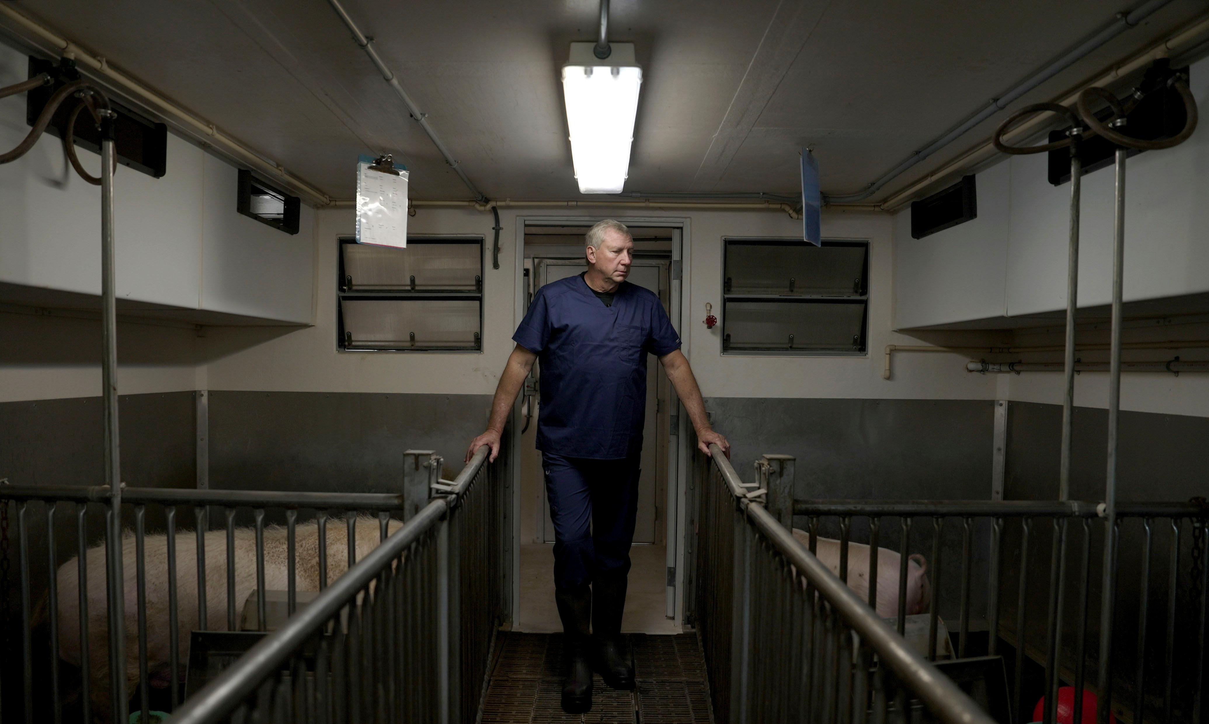 Meet Some of the World’s Cleanest Pigs, Raised to Grow Kidneys and ...