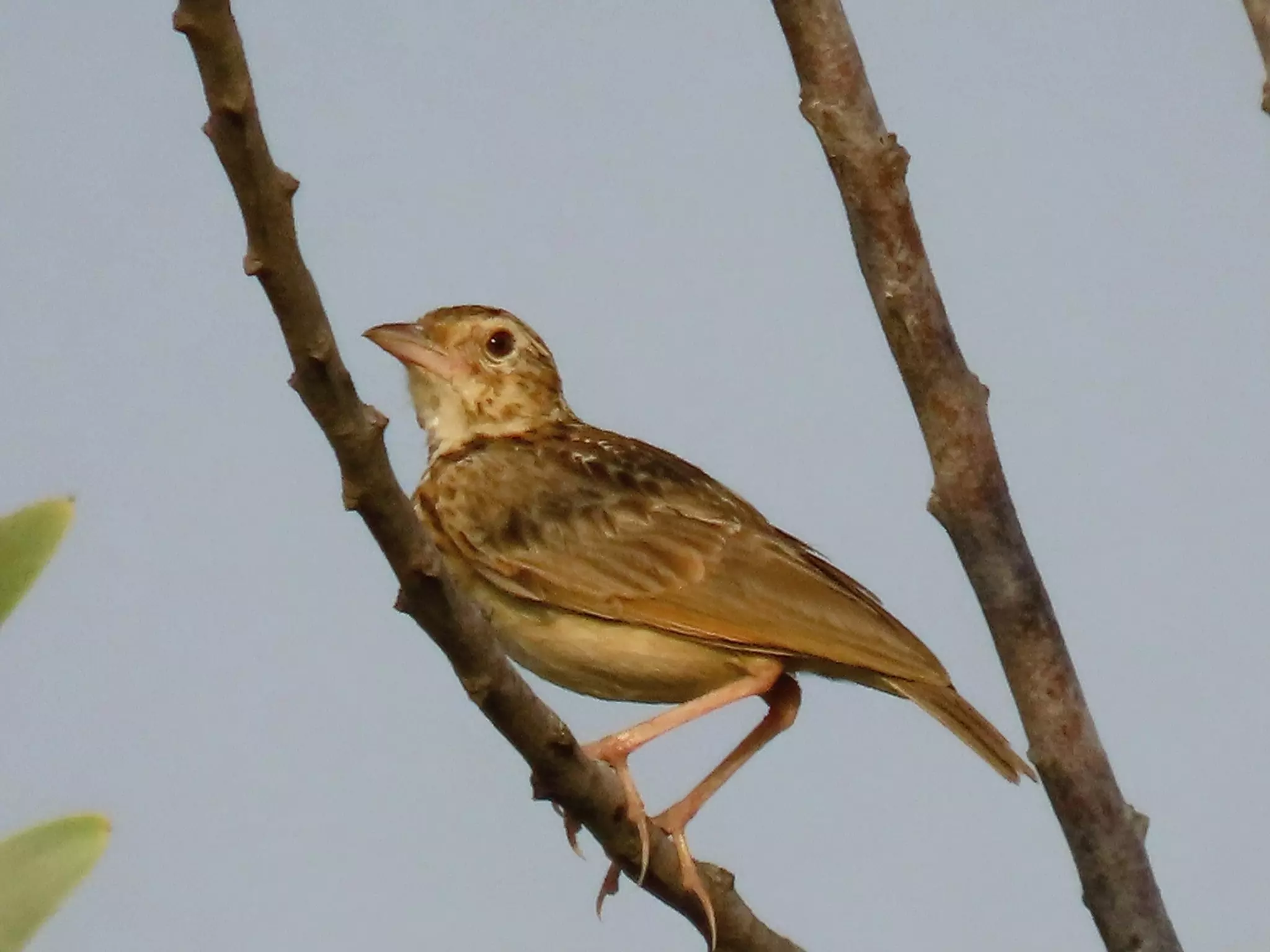 Andhra Pradesh: Survey for Critically Endangered Bird Species Jerdon’s ...
