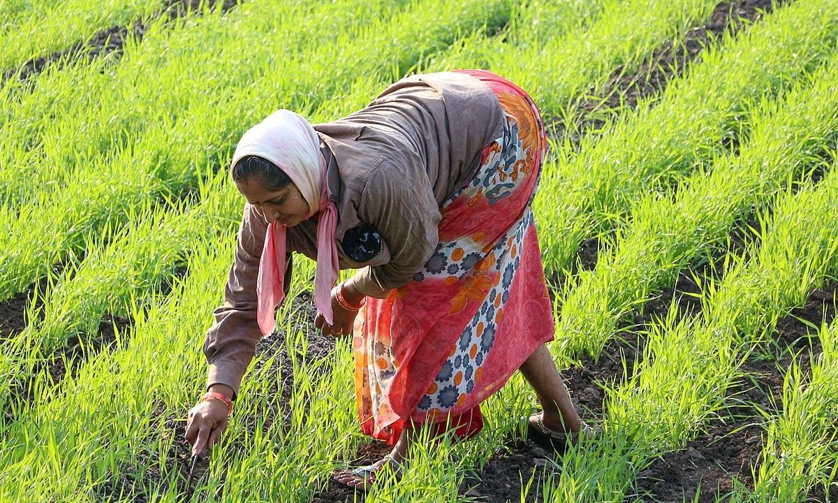 Budget Fails to Address Agri Problems Highlighted by Economic Survey ...