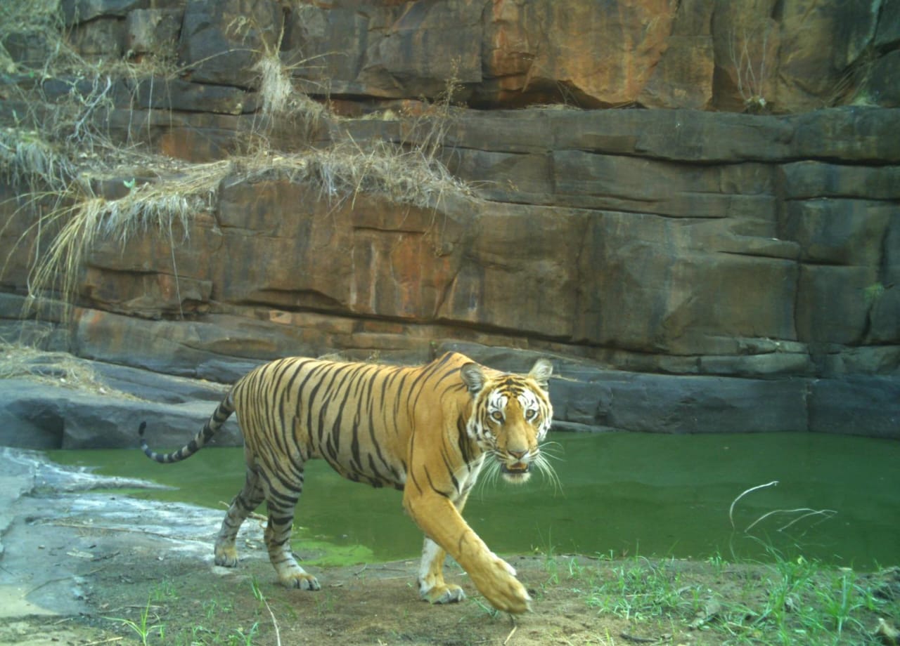 Amrabad Tiger Reserve core area will be a plastic-free zone: Officials