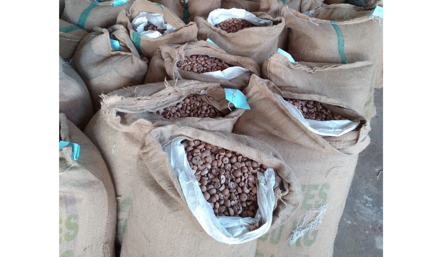 Two consignments of 15 containers concealing areca nuts worth Rs 9 ...