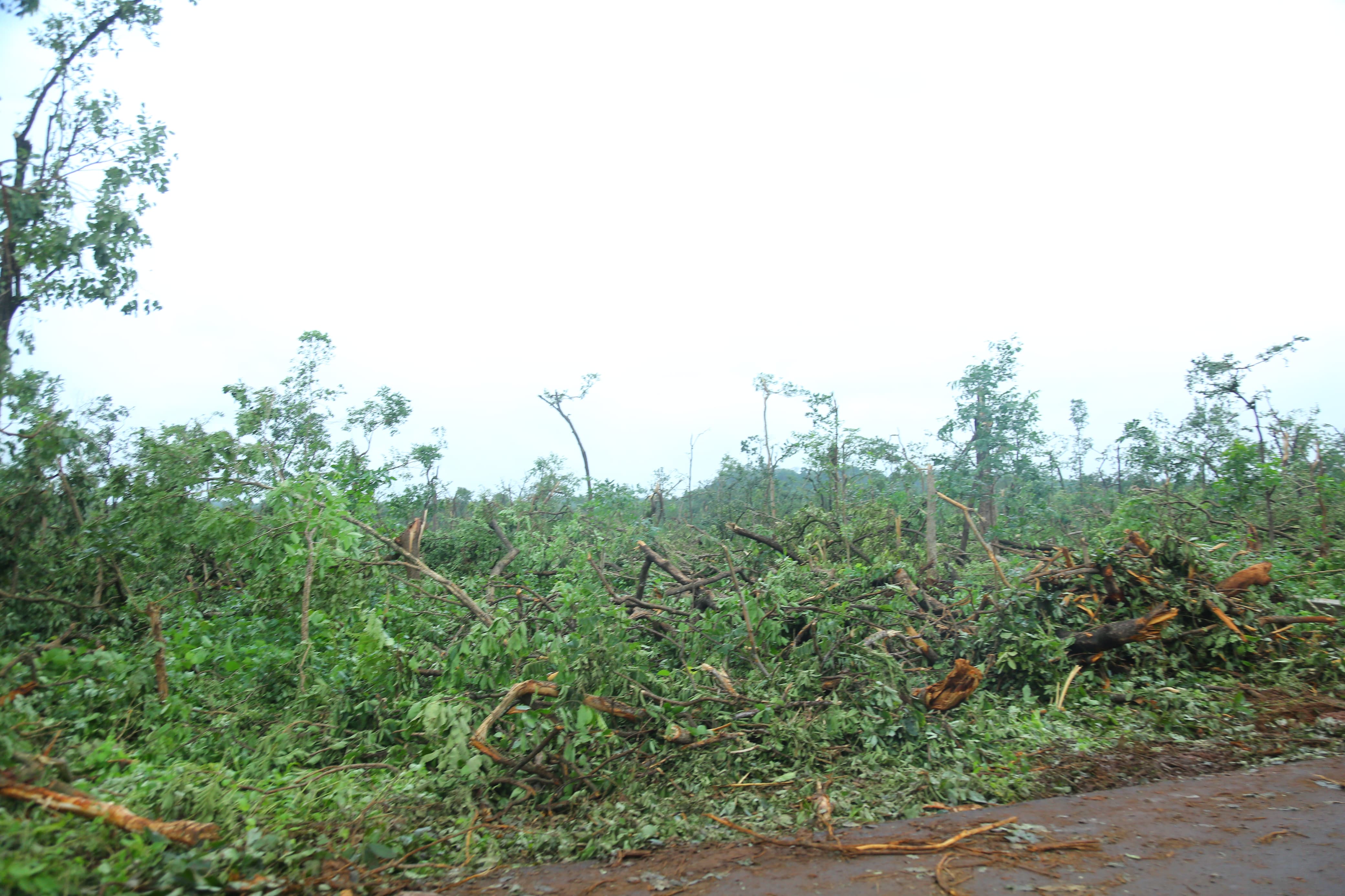 1 lakh trees uprooted in forest region of Mulugu