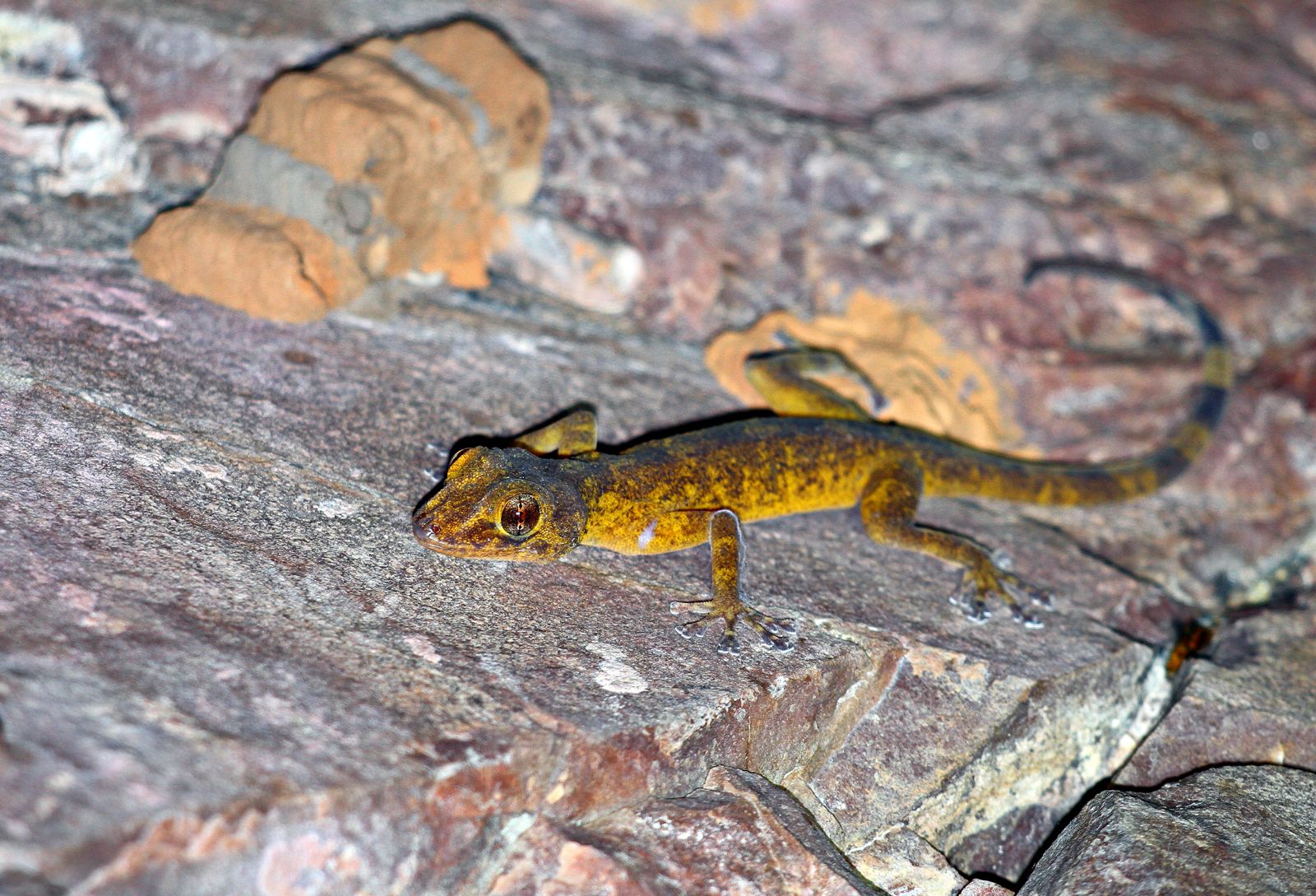 Indian Golden Gecko Sighted in Seshachalam Forest
