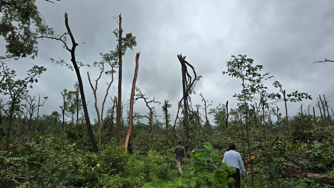 More Fallen Trees Found in Eturnagaram Forest, Wind Damage Suspected
