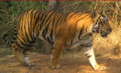 Madhya Pradesh Gets 9th Tiger Reserve, Makes Bhopal Tiger Capital
