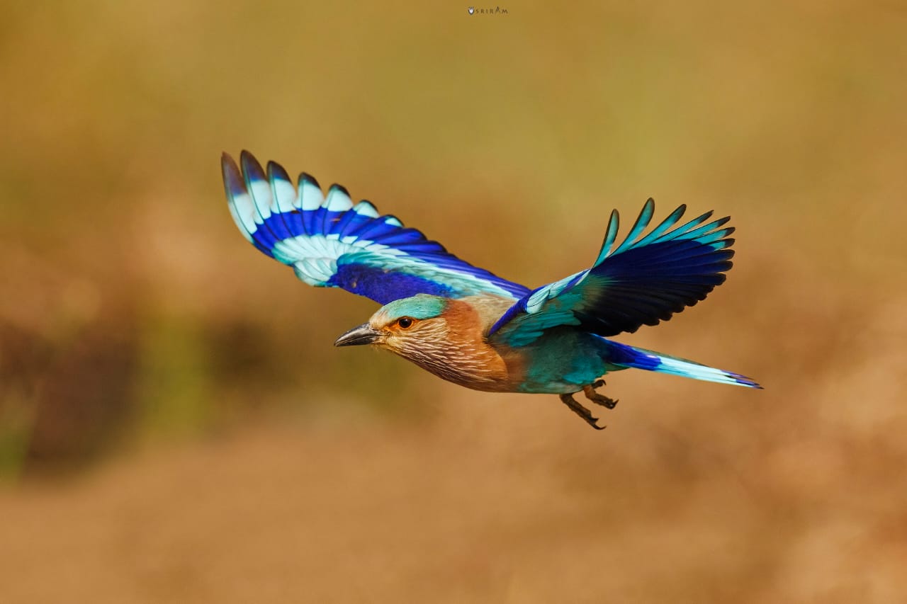 The Indian Roller Call To Save Pala Pitta, the Cultural Icon, From ...