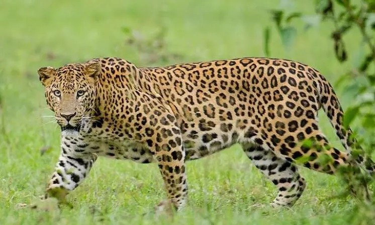 Leopard found dead in J&K's Rajouri district