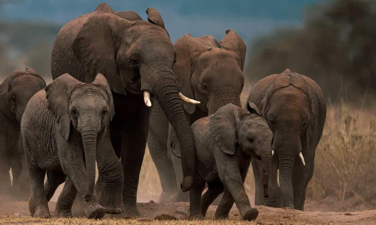 Genetic study tracks migration history of elephants in India, finds ...