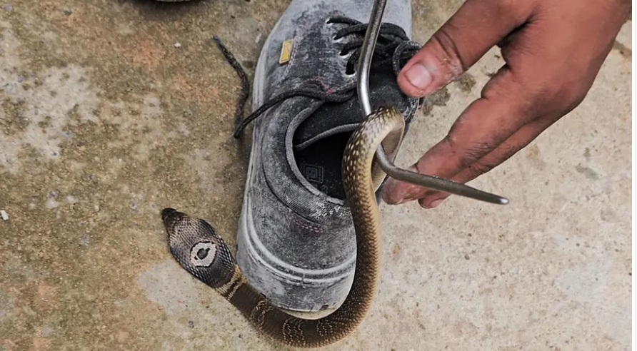 Check your shoes before putting them on: A life-saving lesson from a ...
