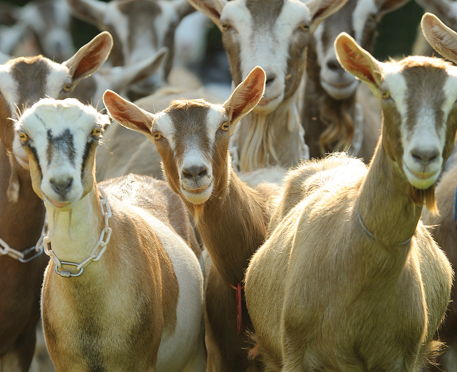 Suryapet Mutton Shop Owner Plans 15-Kg Goat For Dasara Lucky Draw
