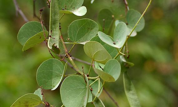 Jammi That Gave Refuge to Pandavas Weapons Hogs Limelight on Dasara