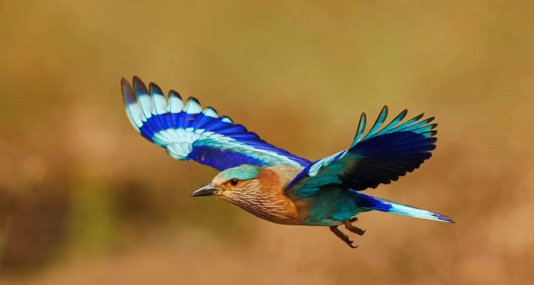 Birdwatchers Scout For Endemic Birds On May 10