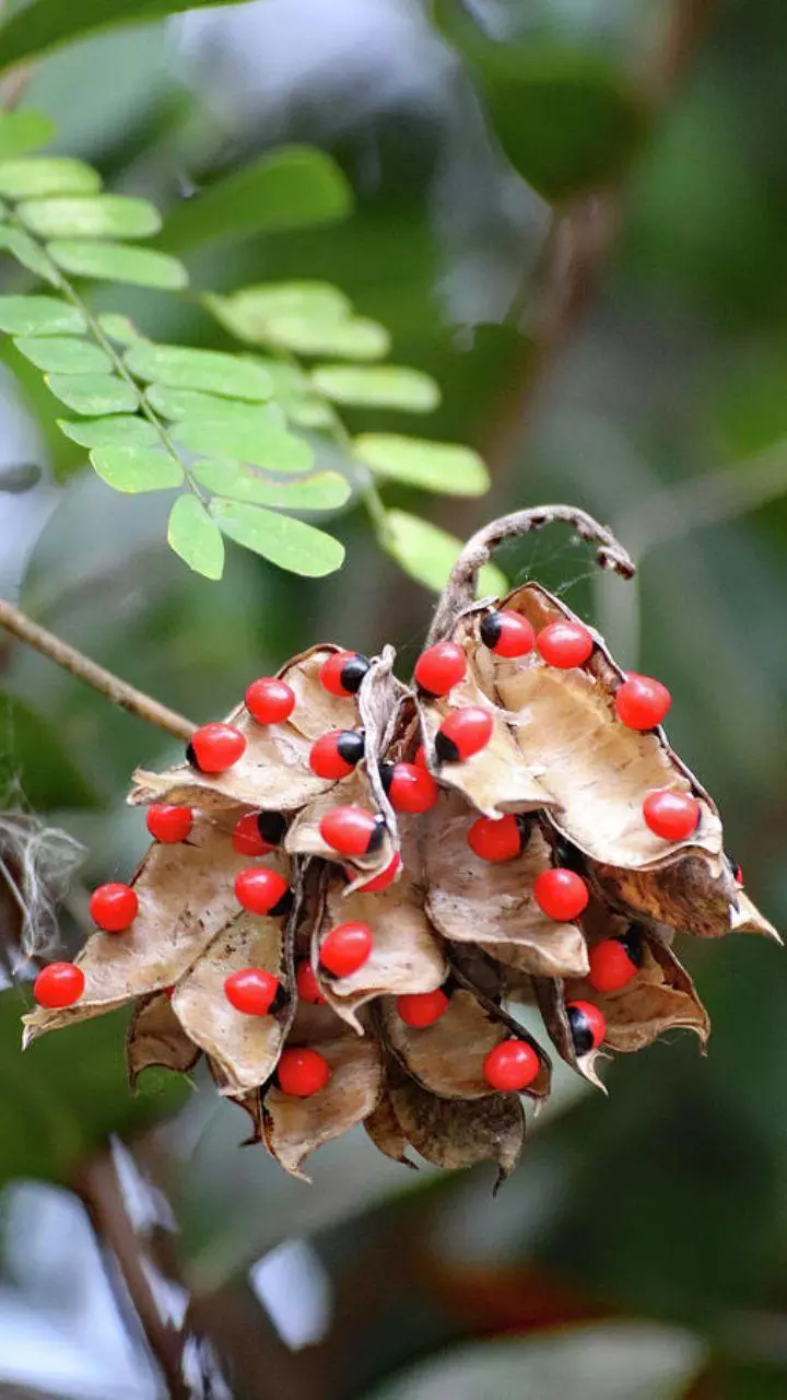 5 common Indian Plants that can spread deadly poison