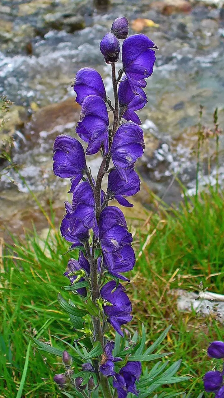 5 common Indian Plants that can spread deadly poison