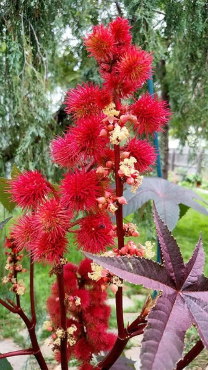 5 common Indian Plants that can spread deadly poison