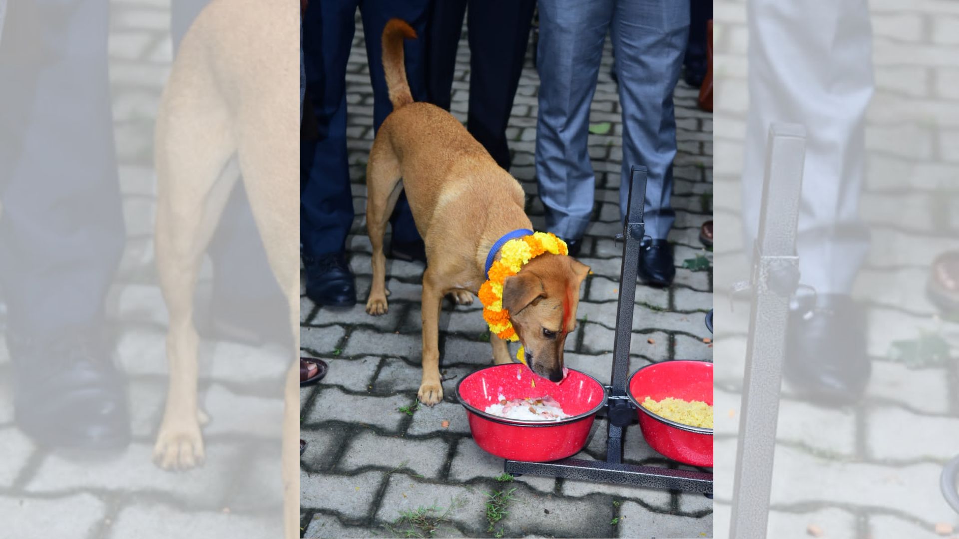 BBMP launches stray dog community feeding project in Bengaluru