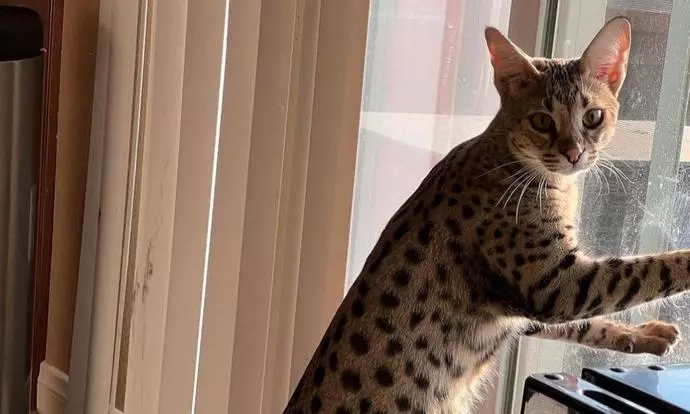 The Weirdest Animal Crossbreeds You Won't Believe