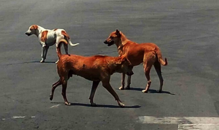 Delhi Teachers to Be Appointed Nodal Officers in Stray Dog-Related Matter