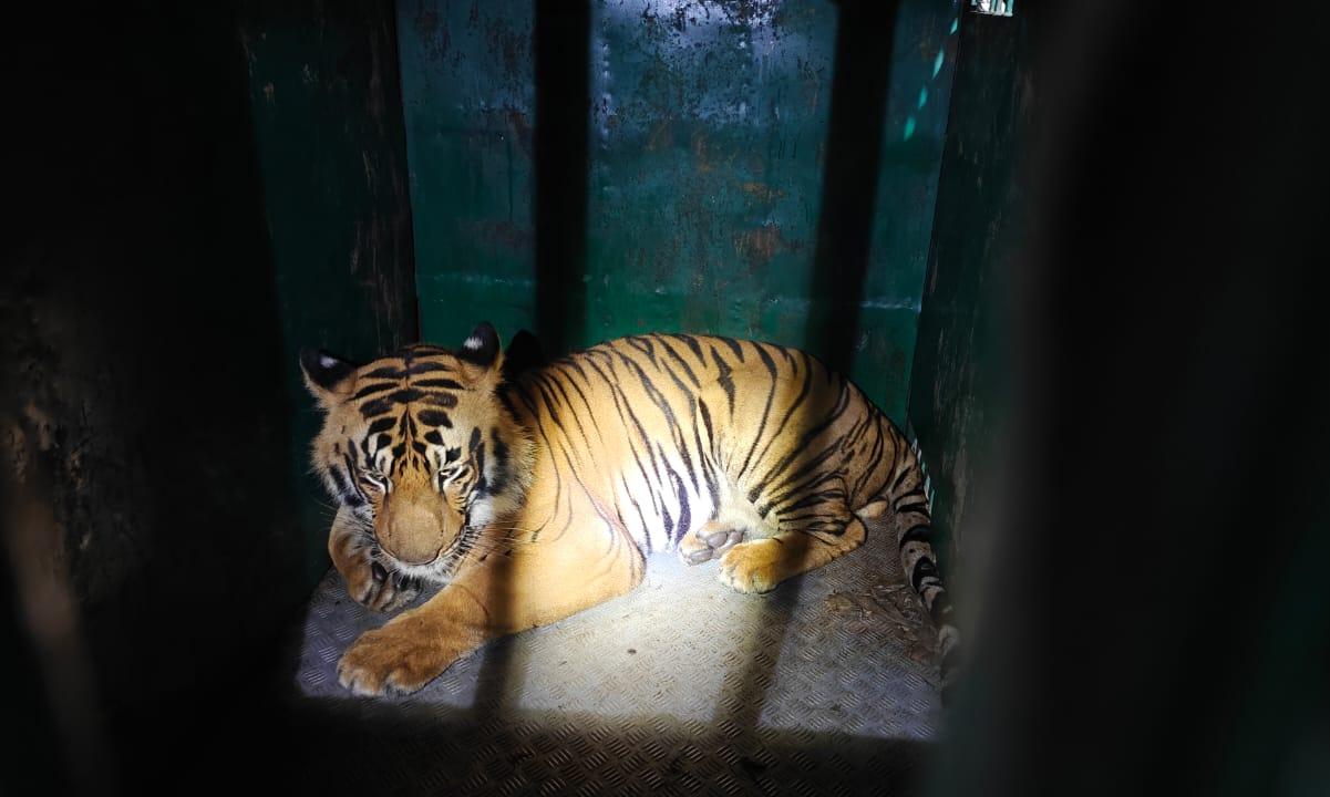 Maharashtra forest officials capture tiger that spread panic in Telangana