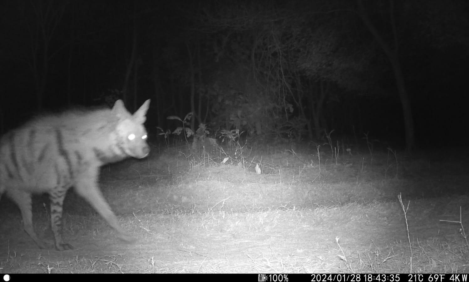 Rare Striped Hyena Seen in Adilabad’s Mavala Urban Park