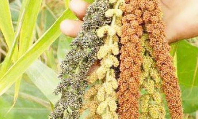 Millet Cultivation and Processing Thrive in Kurnool, Nandyal