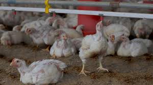 Poultry farms witness deaths of chickens with viruses