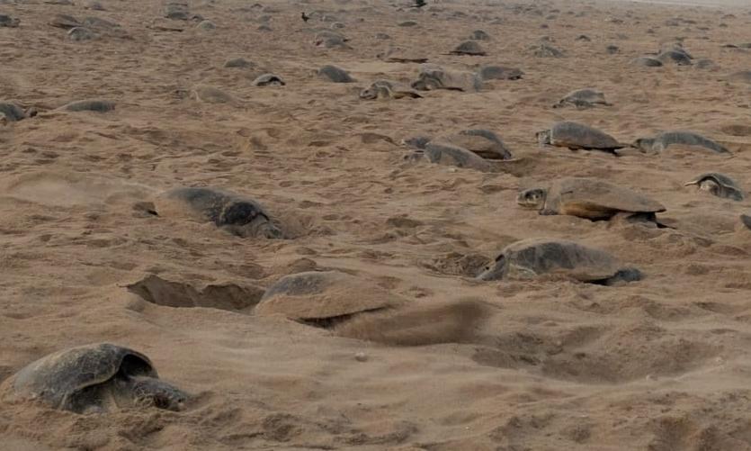 Olive Ridley Festival Draws Crowds to Srikakulam’s Baruva Beach