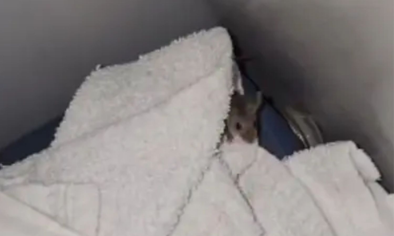 Rats spotted crawling in Bihar's train AC coach, railways promises action