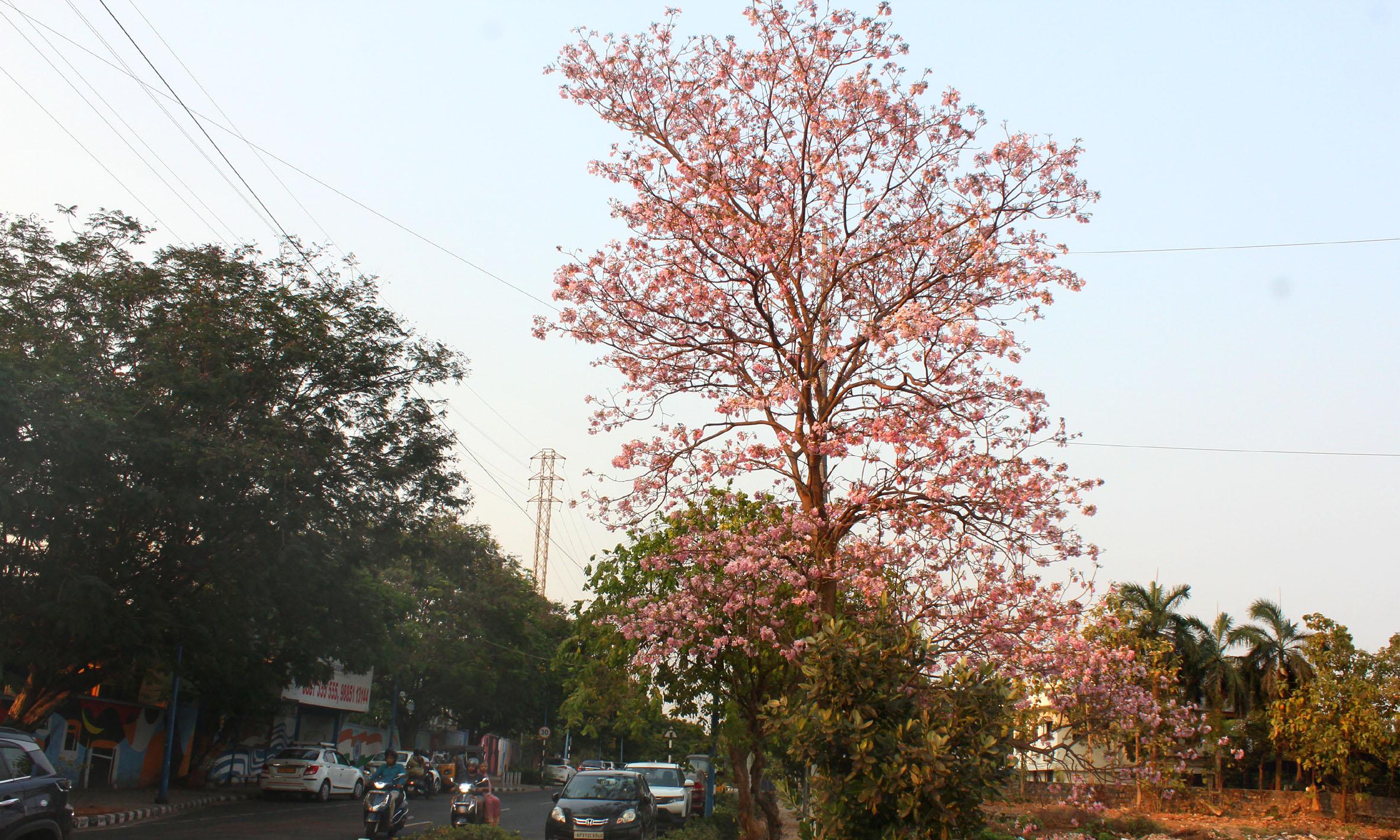 Come March, Vizag blossoms with pink trumpet flowers
