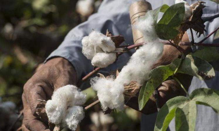 Fake cotton seed racket busted