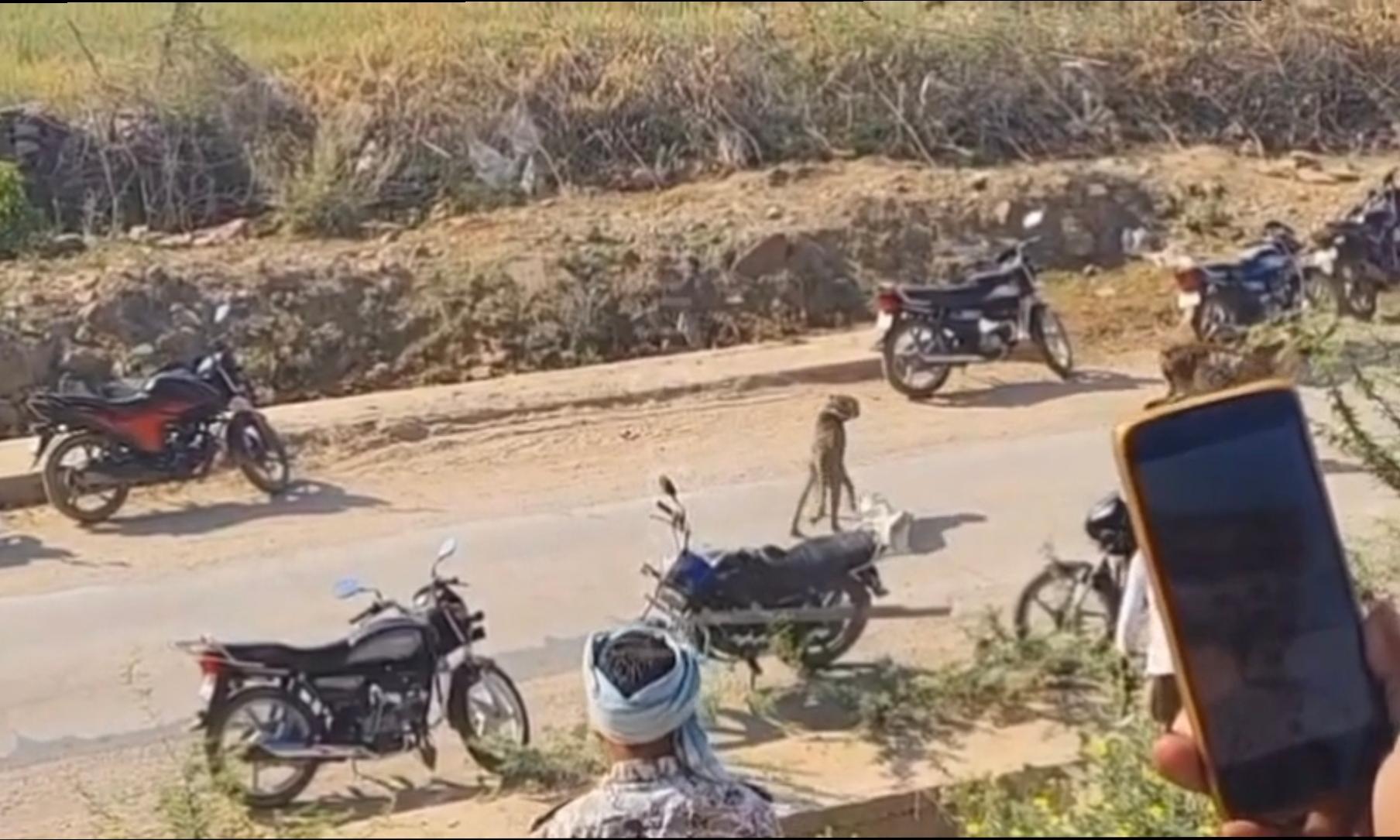 Cheetah family attacked during hunt near human habitation in MP