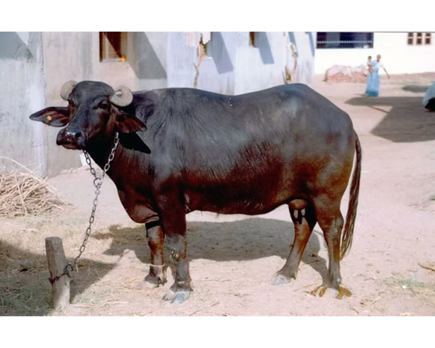 Teenager dies in buffalo attack