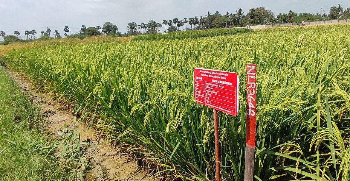Nellore’s ARS develops promising new Rice variety — NLR 3648