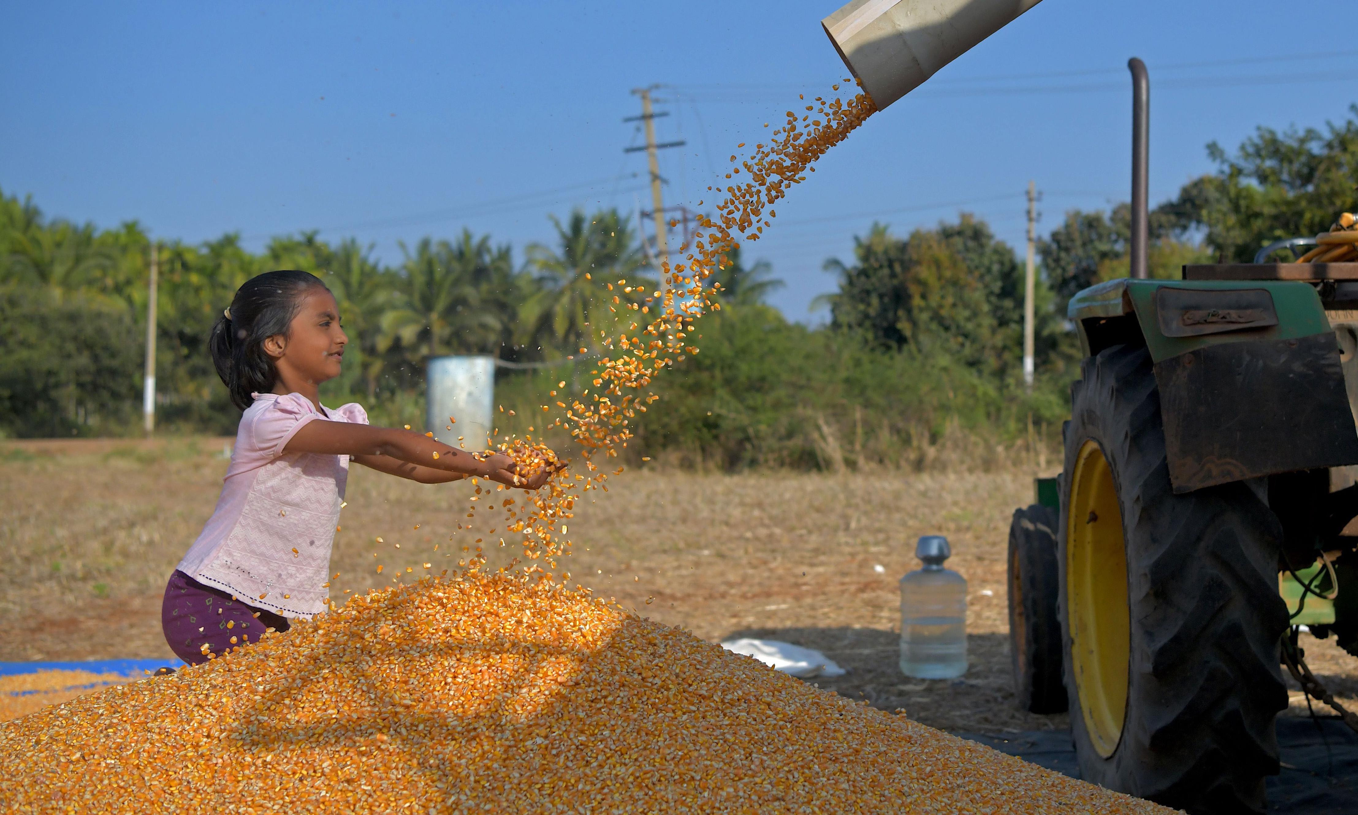 India needs to boost maize production, adjust pricing for grain ethanol ...