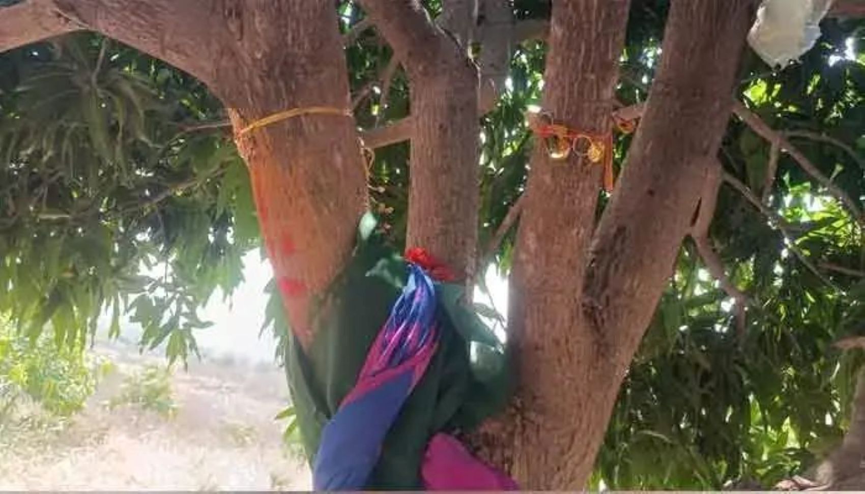 Telangana Villagers Celebrate Harvest with Mango Tree Weddings