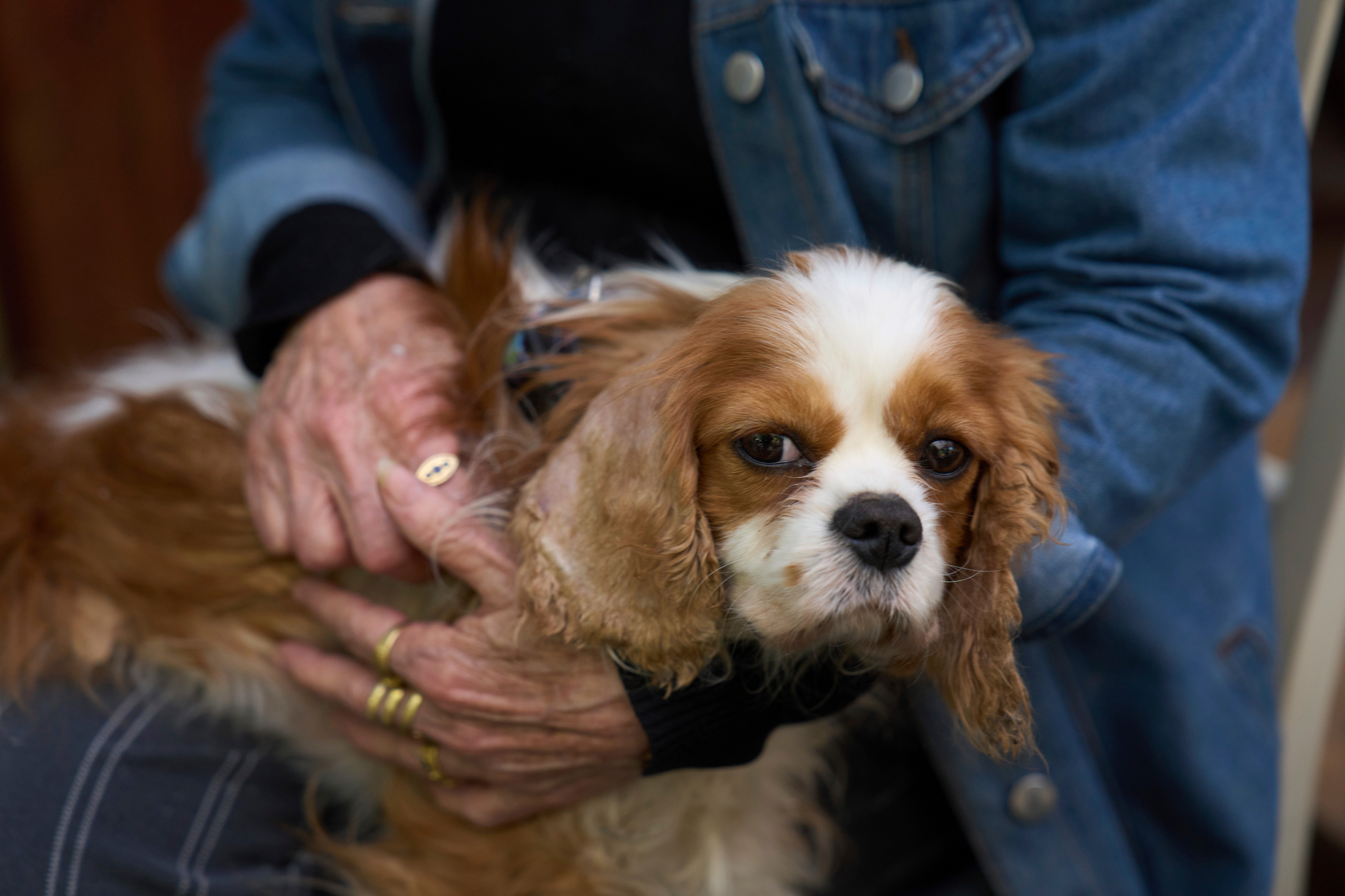 Dog Reunites With Israeli Family After Disappearing For 18 Months In Gaza