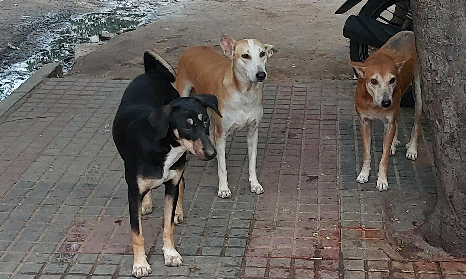 Stray Dog Seen Carrying Dead Newborn at MP Hospital, Probe Launched